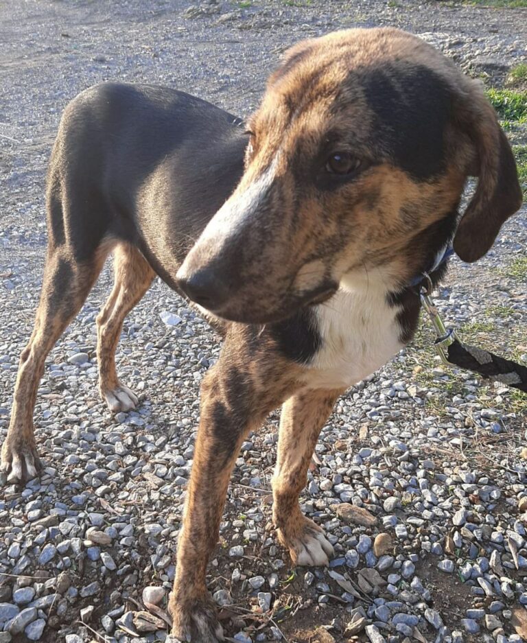 Meine Hunde – villa-colin.de