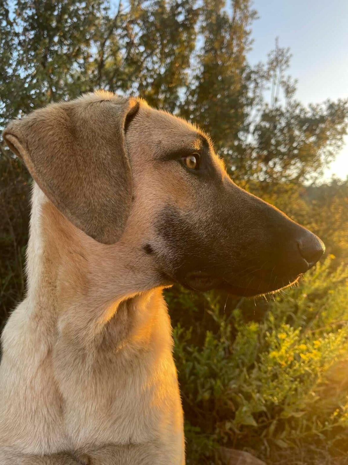 Meine Hunde – villa-colin.de