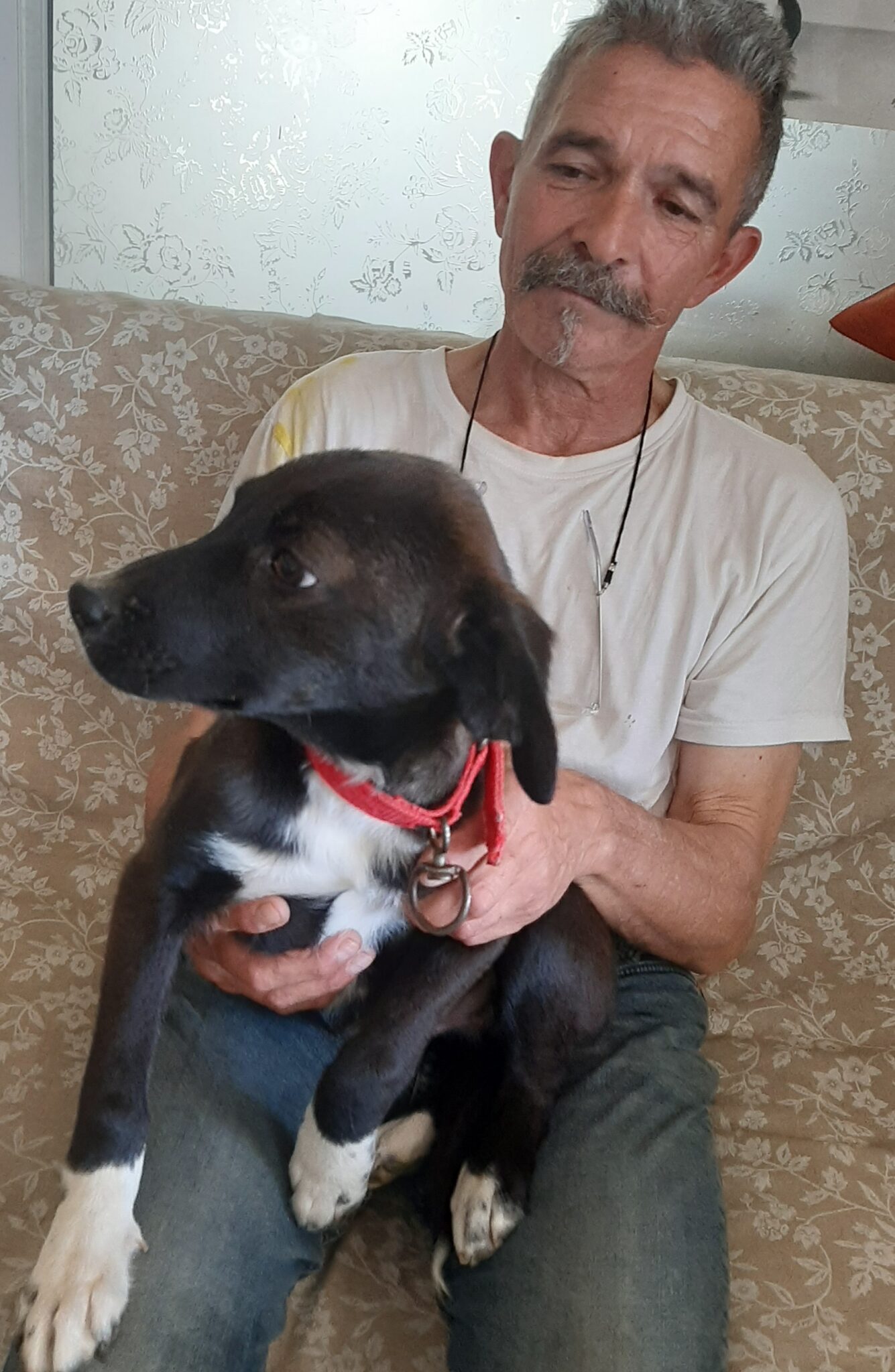 Meine Hunde – villa-colin.de