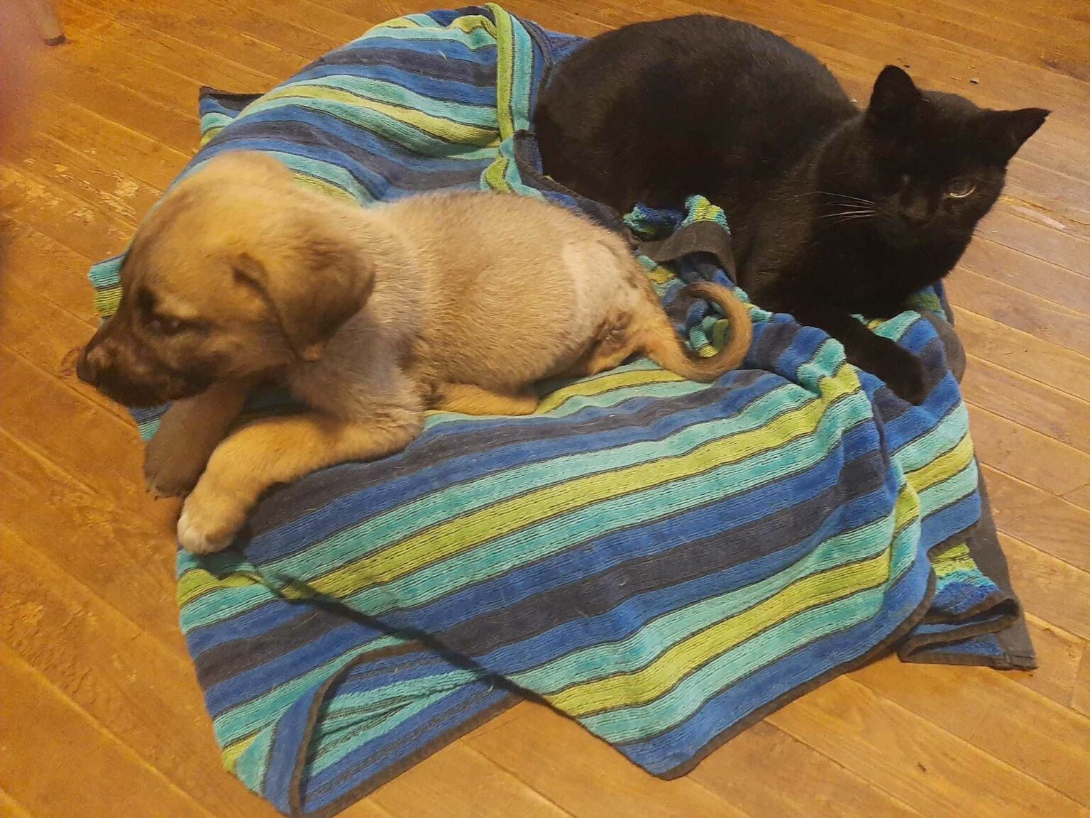 Meine Hunde – villa-colin.de