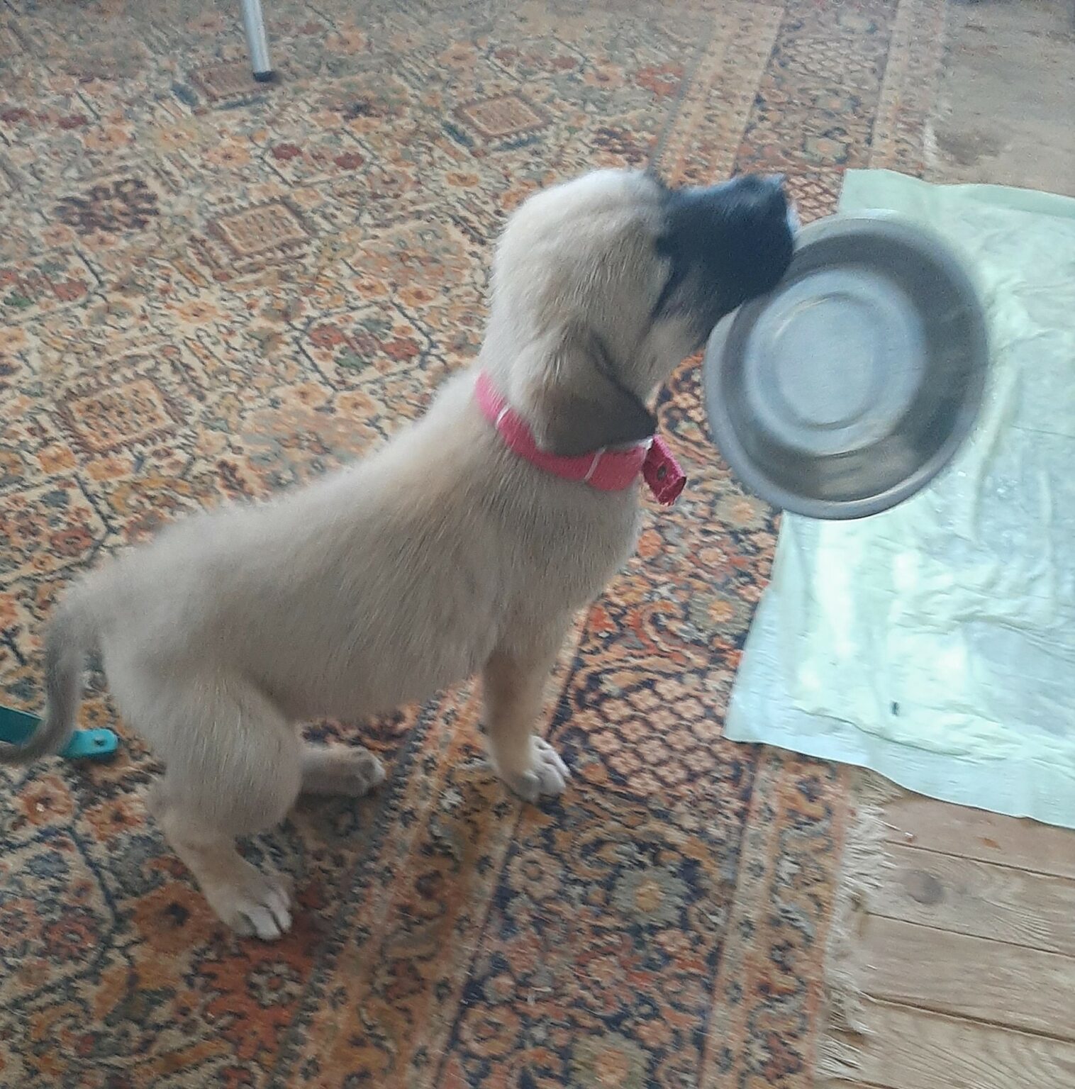 Meine Hunde – villa-colin.de